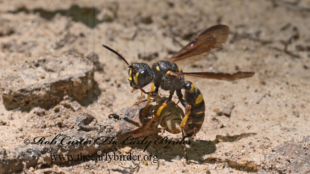Cerceris halone ACORN WEEVIL WASP flies prey to nest 9090001 - YouTube