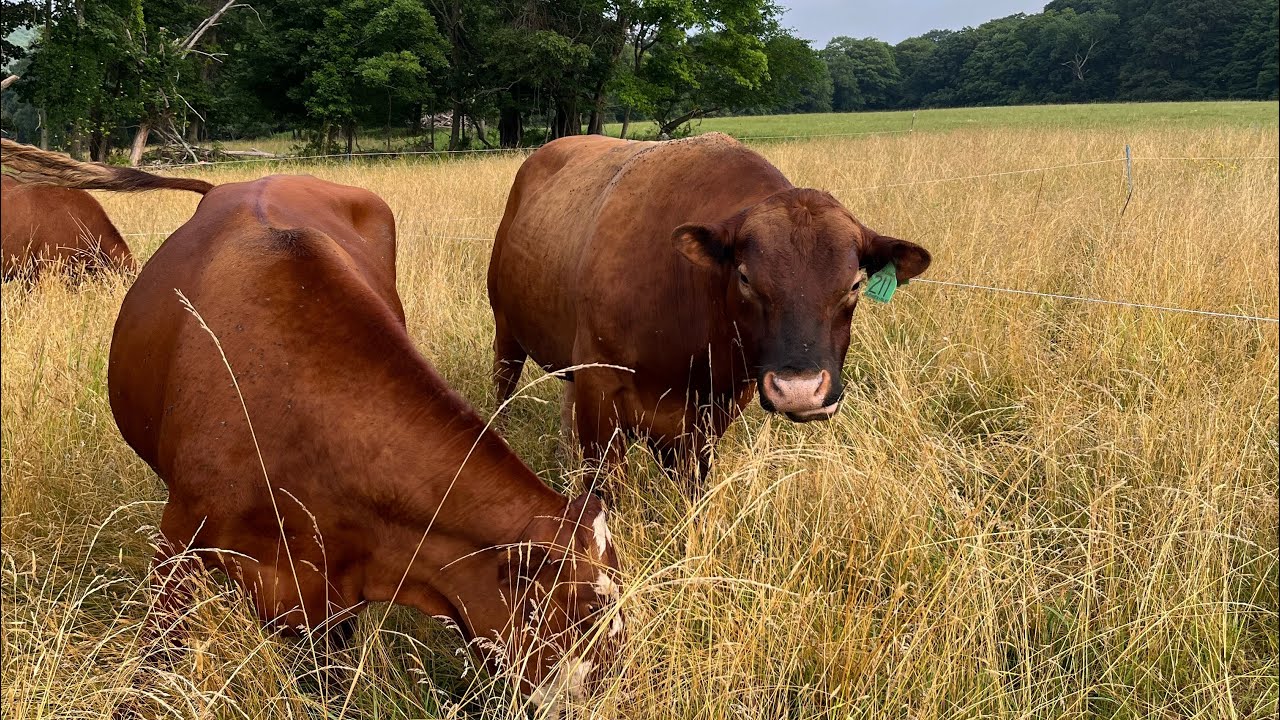 The bull has arrived - YouTube