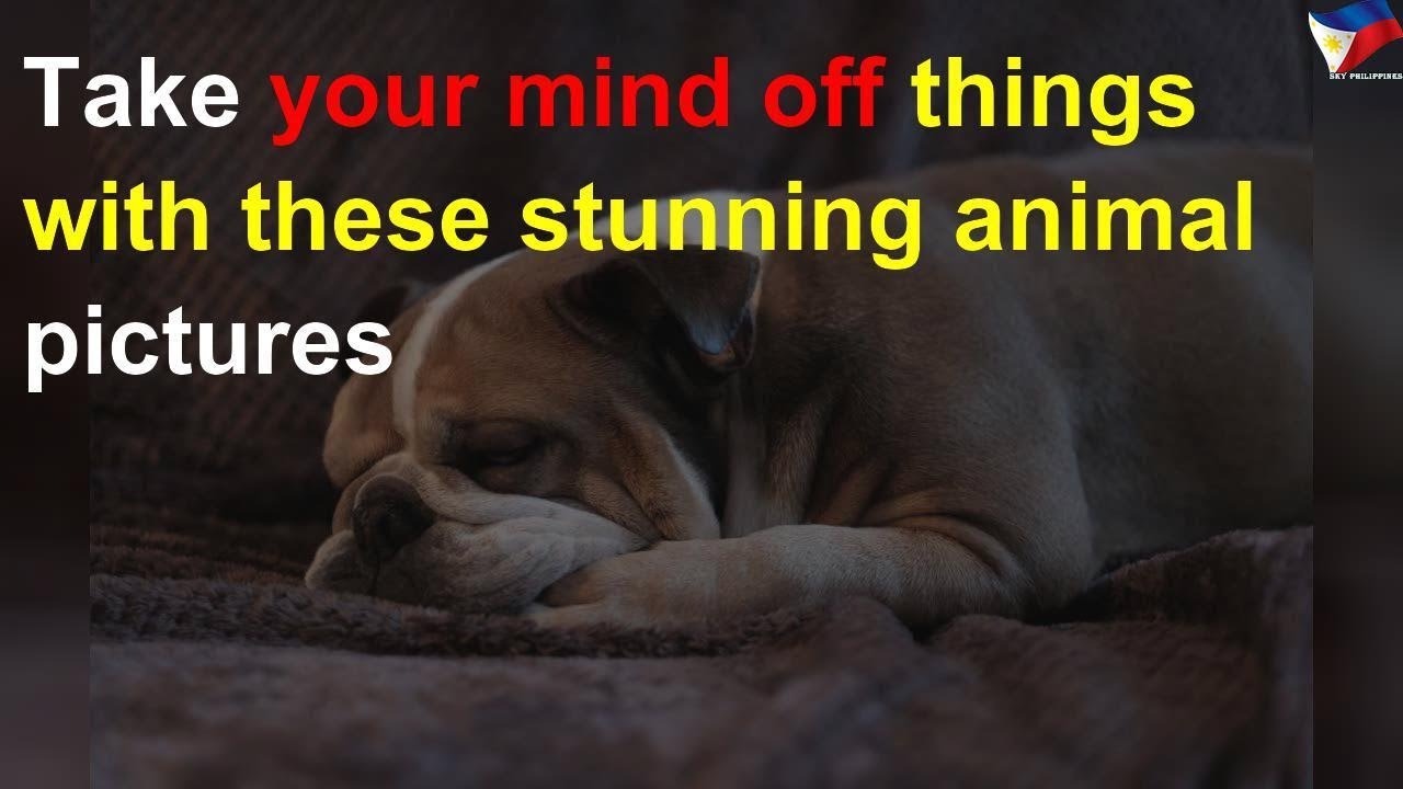 Take your mind off things with these stunning animal pictures - YouTube