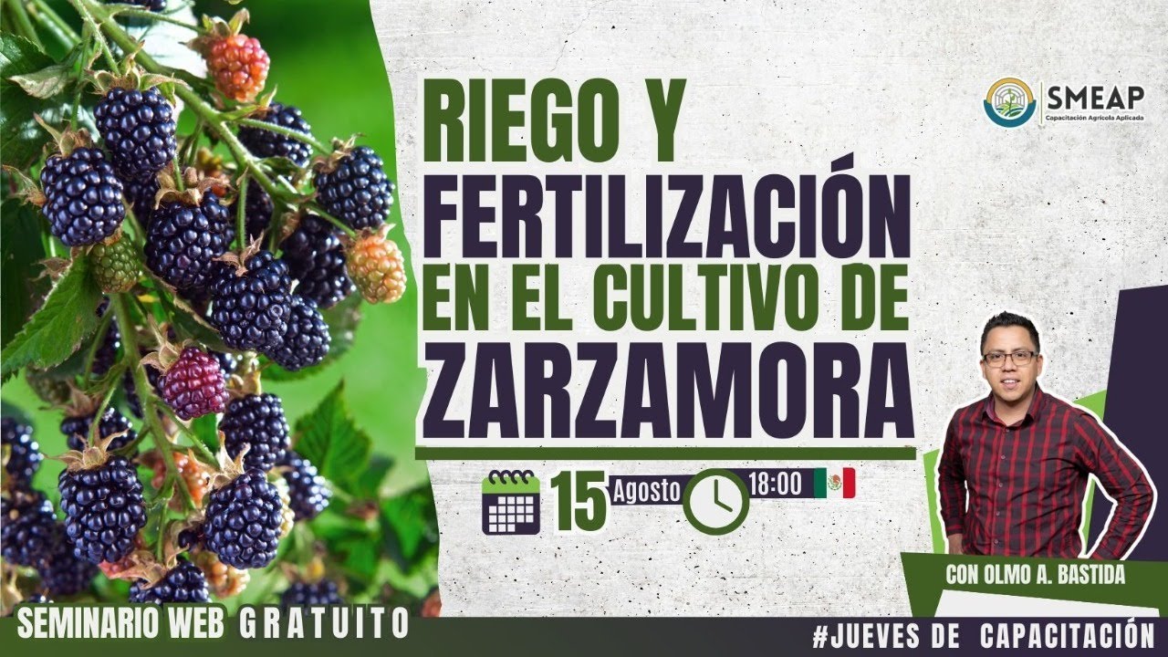 Riego y Fertilización en el Cultivo de Zarzamora - YouTube