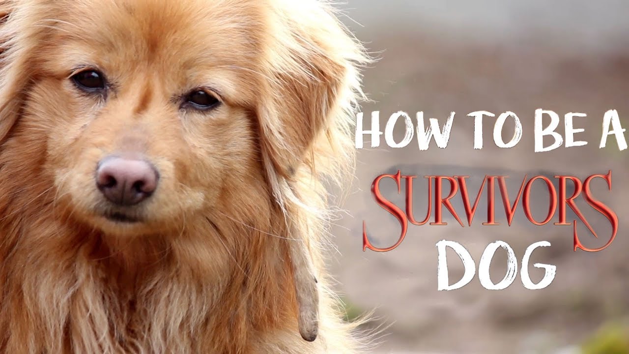 How To Be A Survivors Dog YouTube how-to-be-a-survivors-dog-youtube
