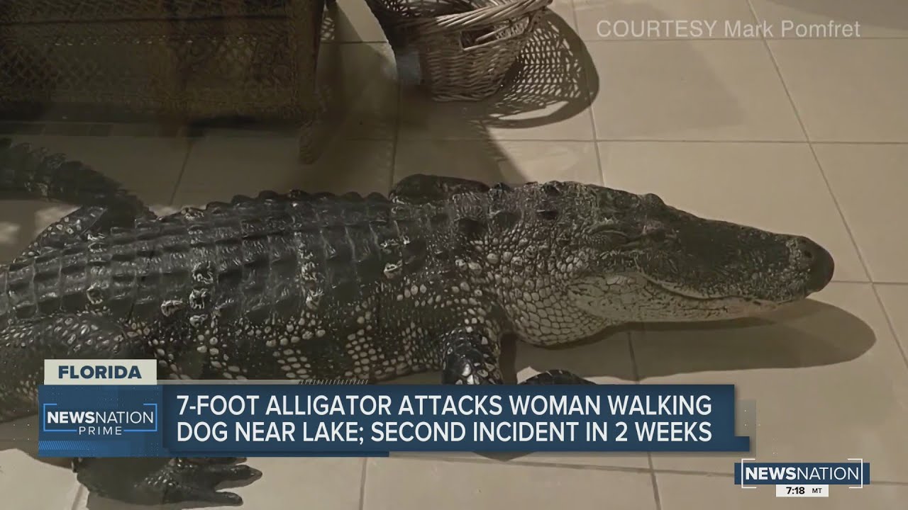 7-foot alligator attacks woman walking dog near Florida lake - YouTube