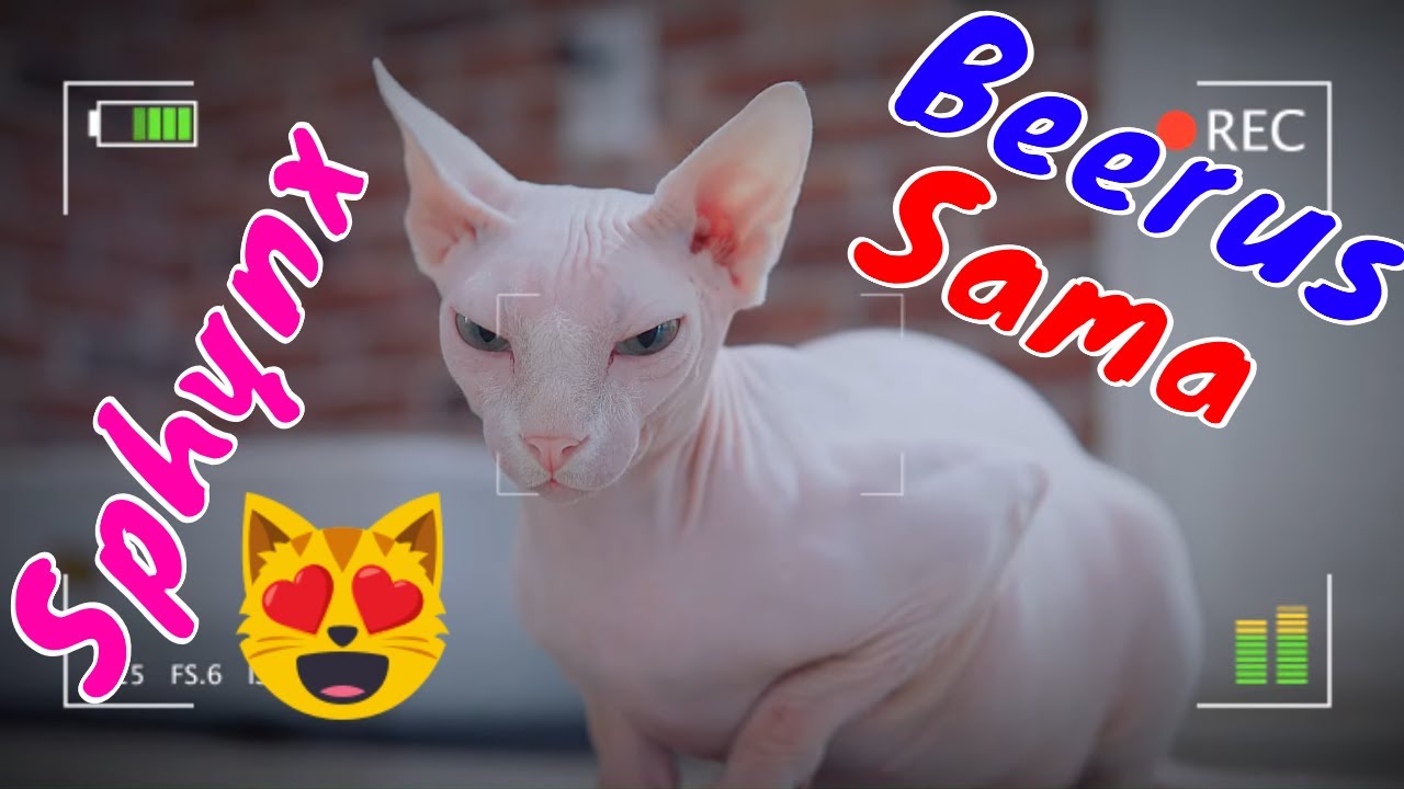 Cute Sphynx Cat - Model Beerus Hakaishin Sama In The Real Life | Viral ...
