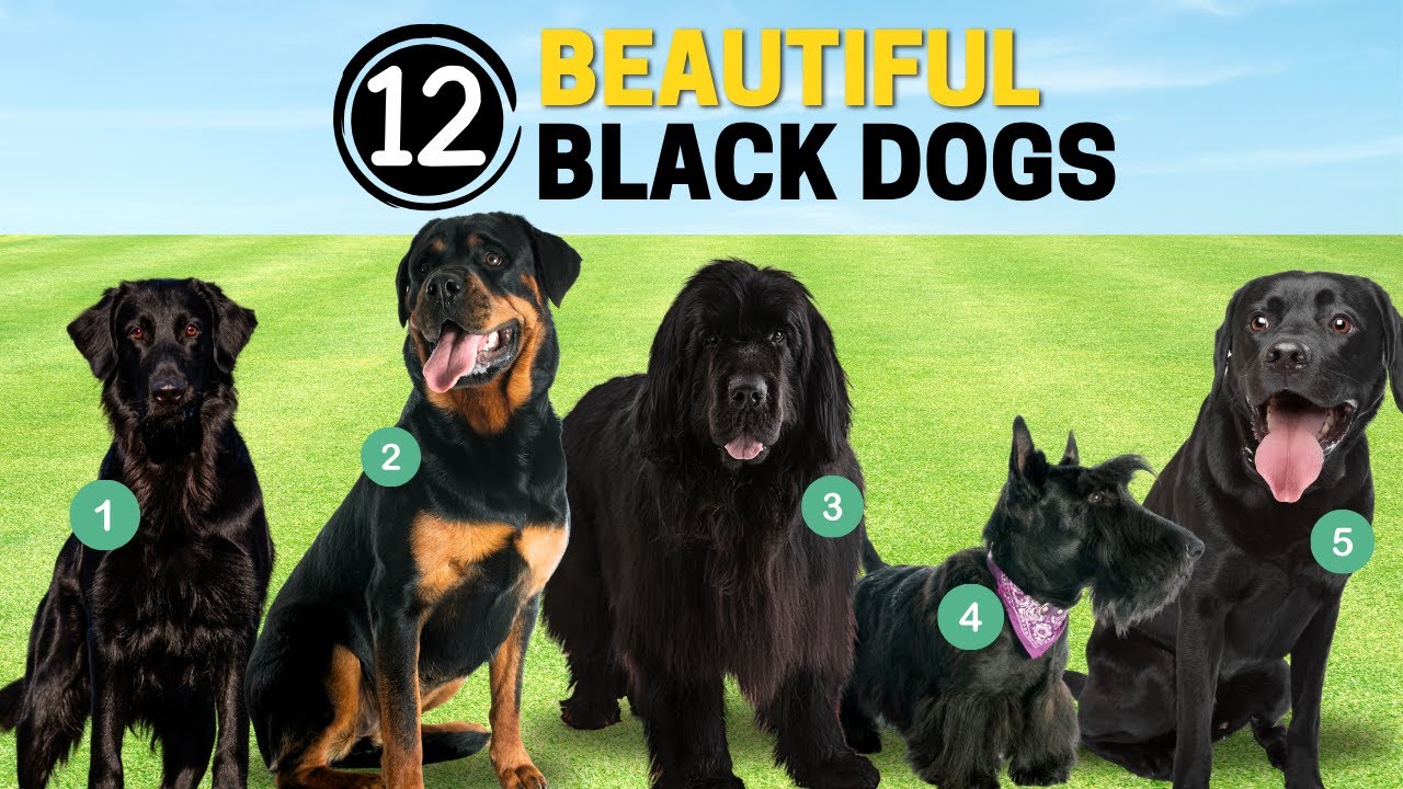 12 Beautiful Black Dog Breeds You Should Know About - YouTube