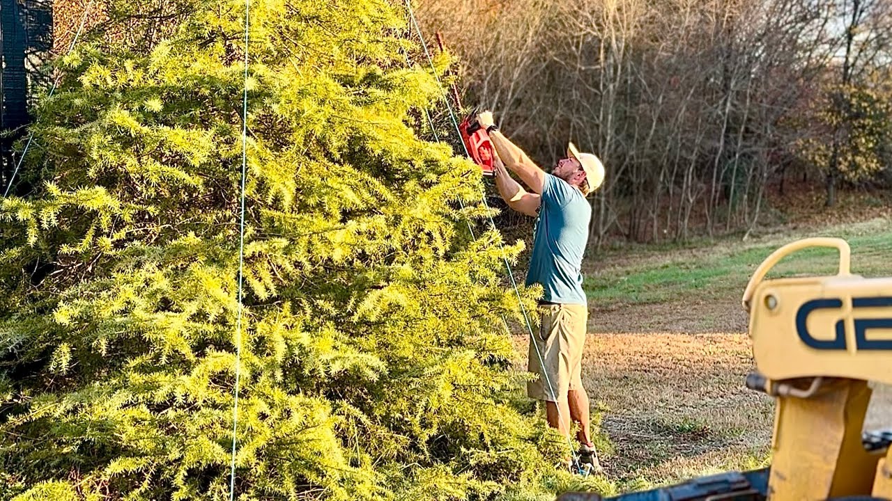 S&K Tree Pruning Video 5 - YouTube