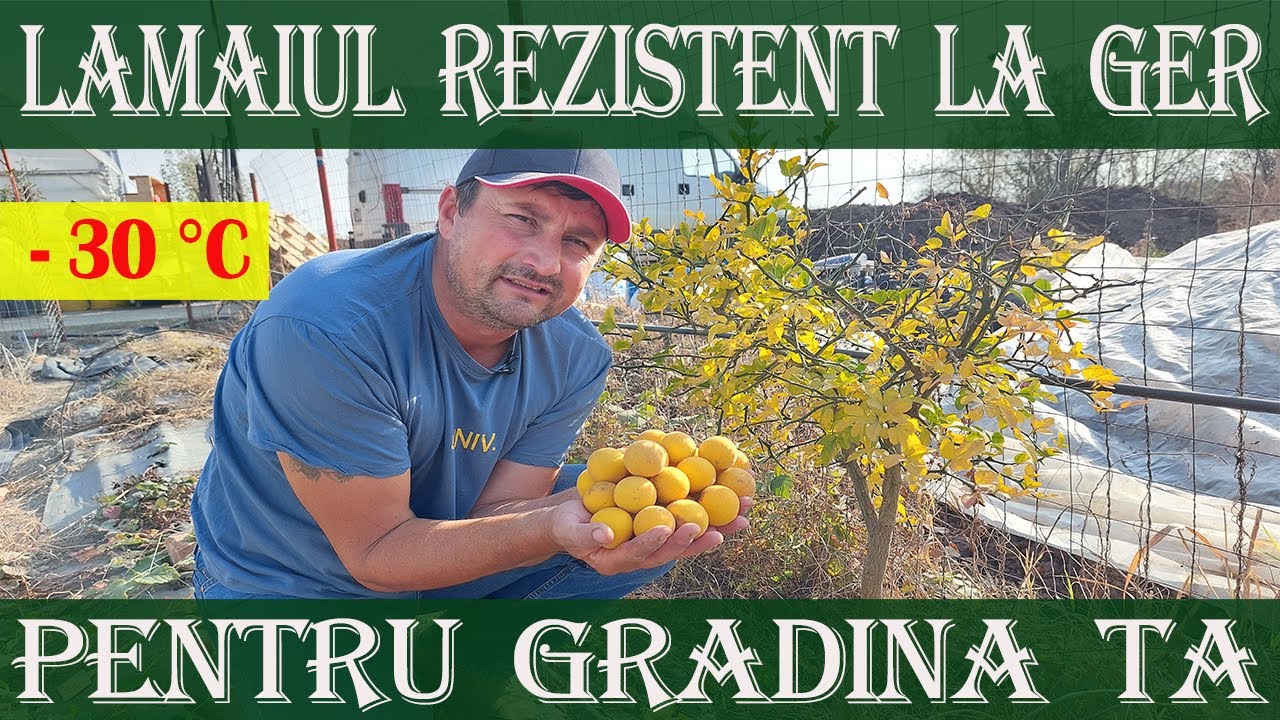 Citrus trifoliata, Poncirus trifoliata sau Lamaiul rezistent la ger ce ...