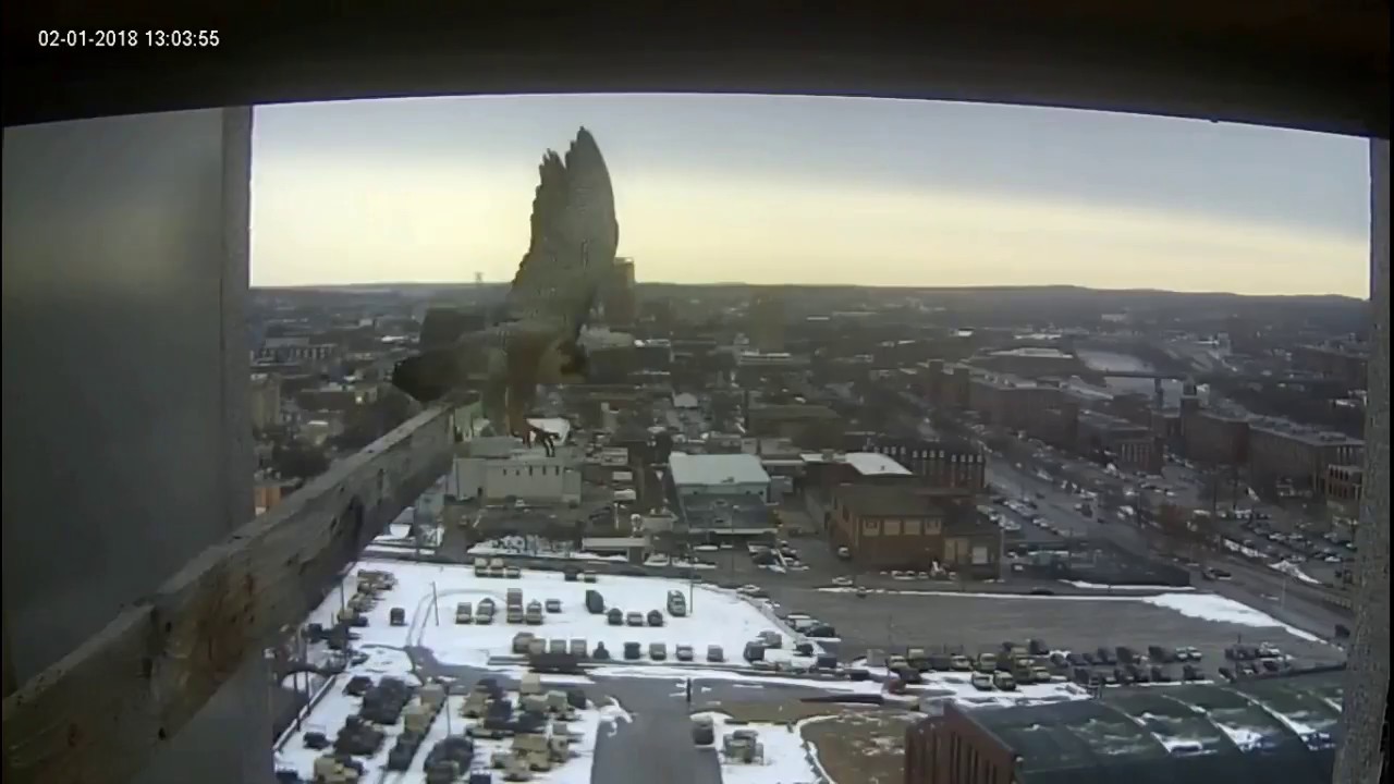 Manchester, NH Peregrine Falcon - Dad's flyby with some birds calling ...