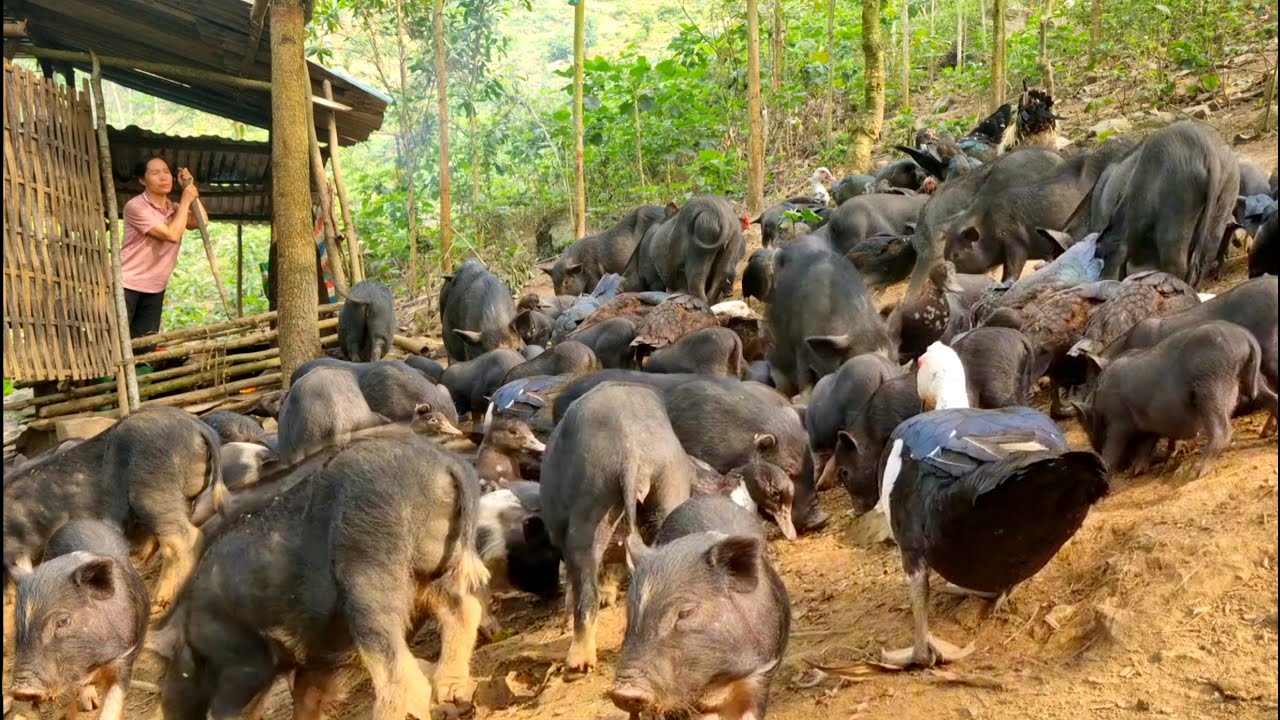 Returning to the old farm, sadly trying to rebuild what was lost ...