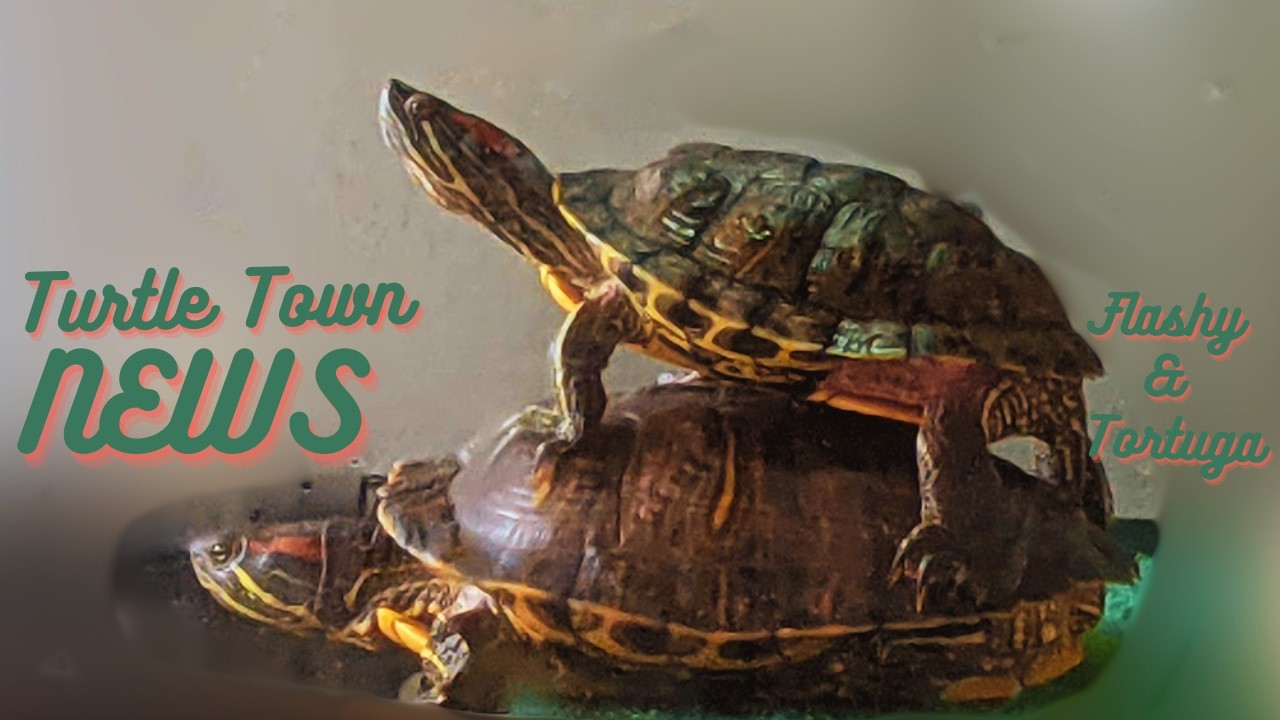 Turtle Tranquility A Serene 45-Second Journey #TurtleLove # ...