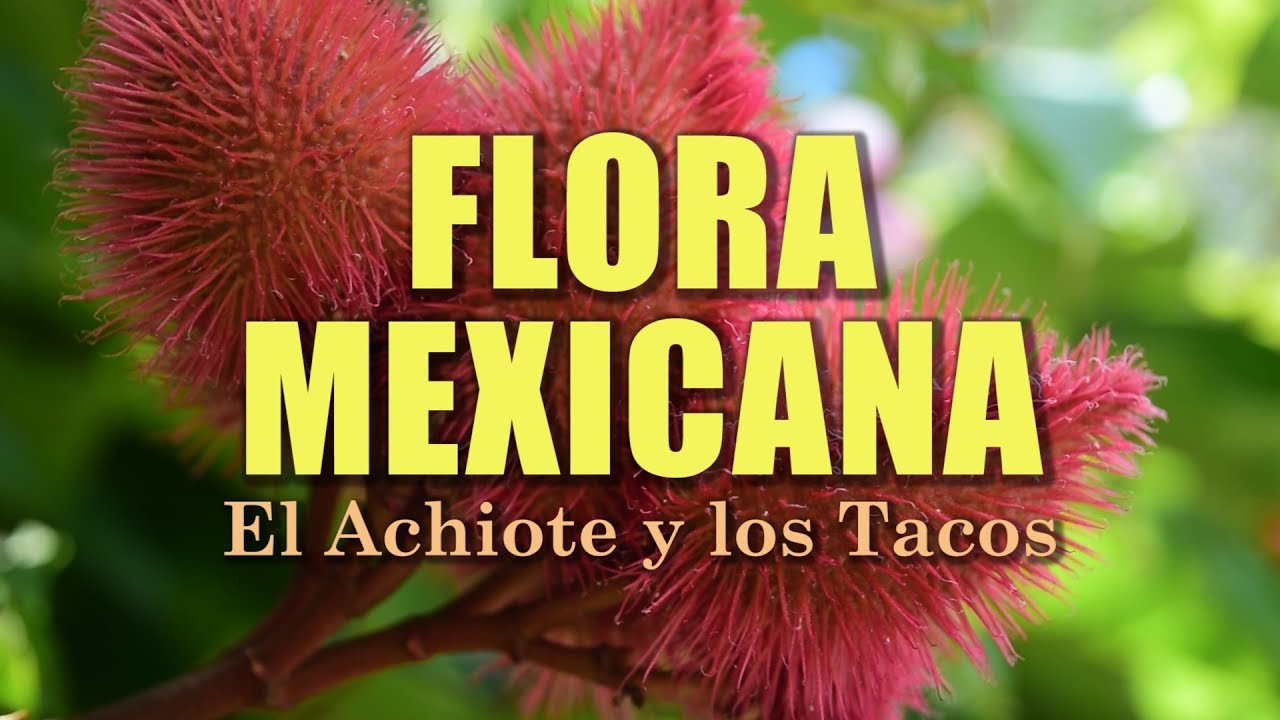 Achiote (Bixa orellana) | La Flora de México - YouTube