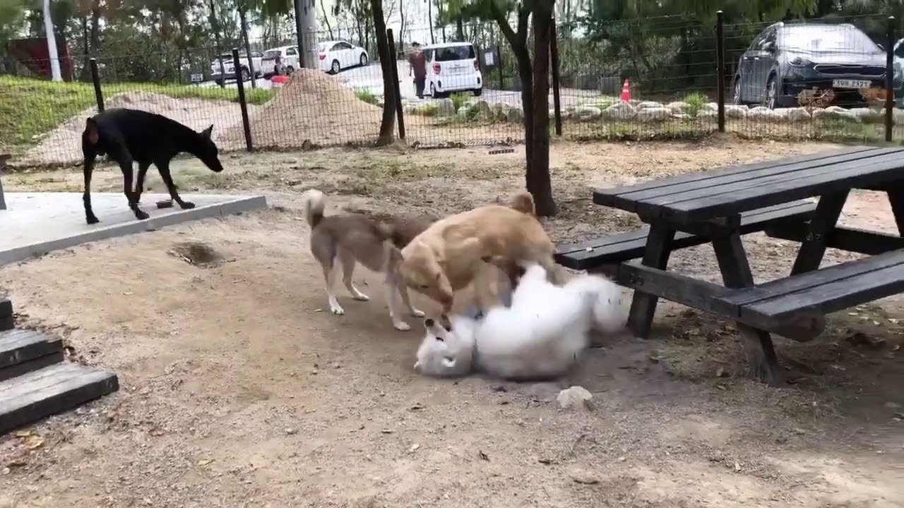 티리아리: Doberman and Samoyed - YouTube