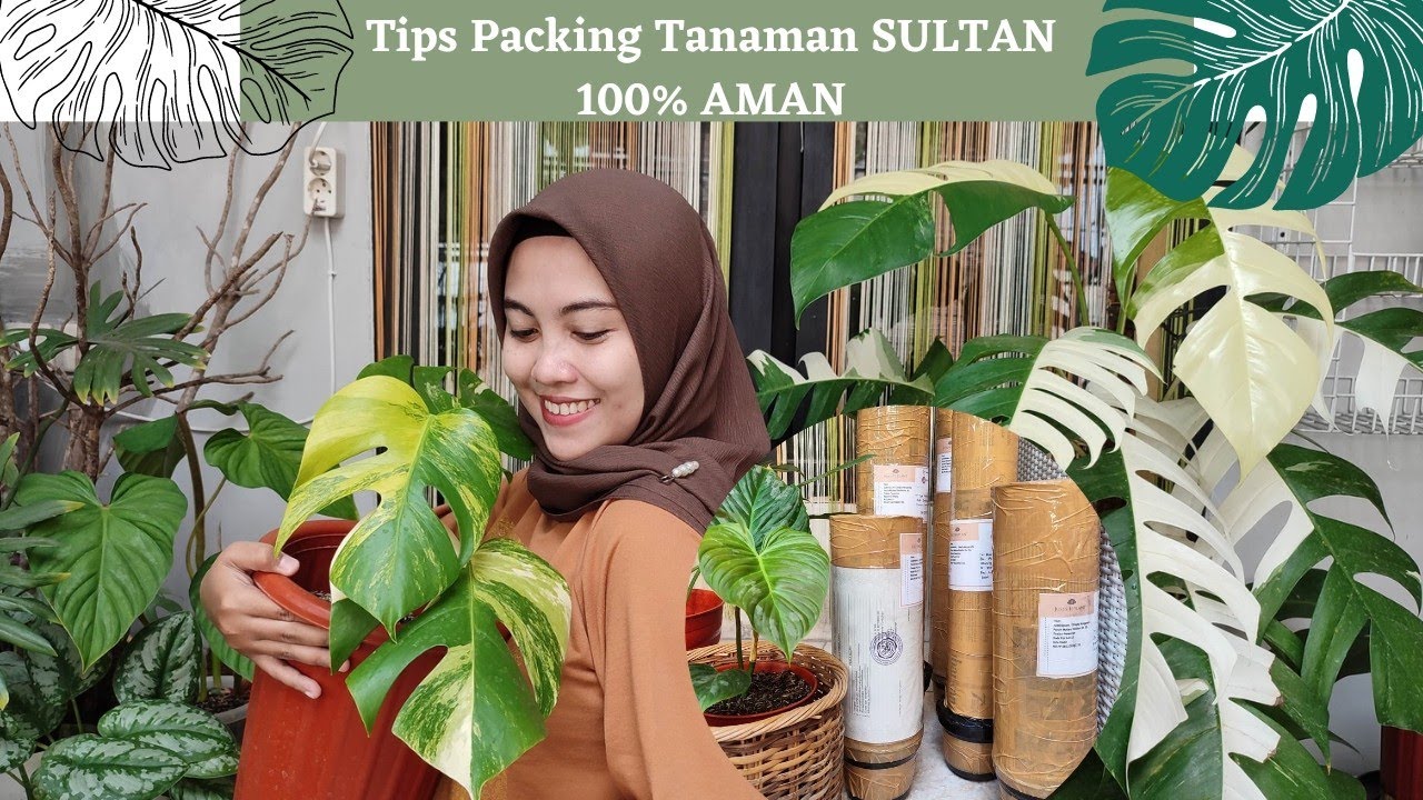 Cara Packing Tanaman Hias Untuk Dikirim | Aman Sampai Tujuan - YouTube