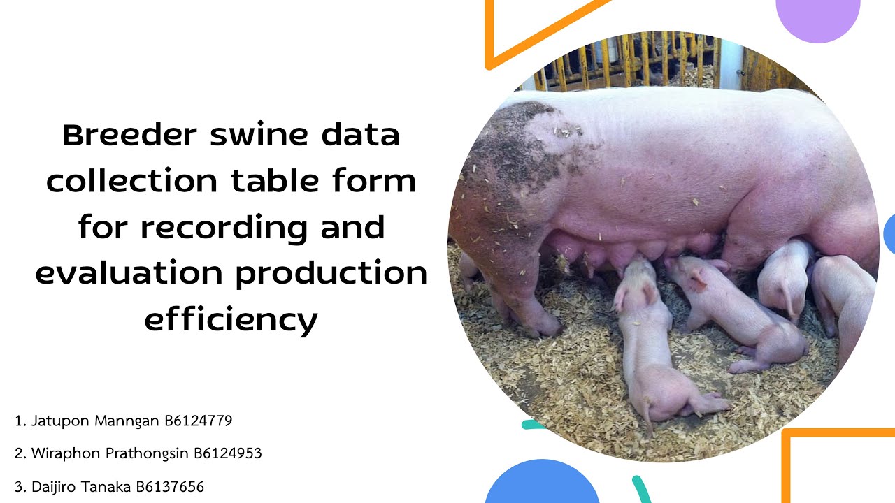 Breeder swine data collection table form for recording and evaluation ...
