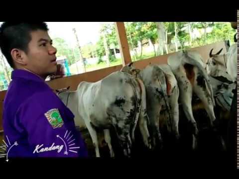 Cara Menilai BCS (Body Condition Score) Sapi dengan Cepat dan Mudah ...