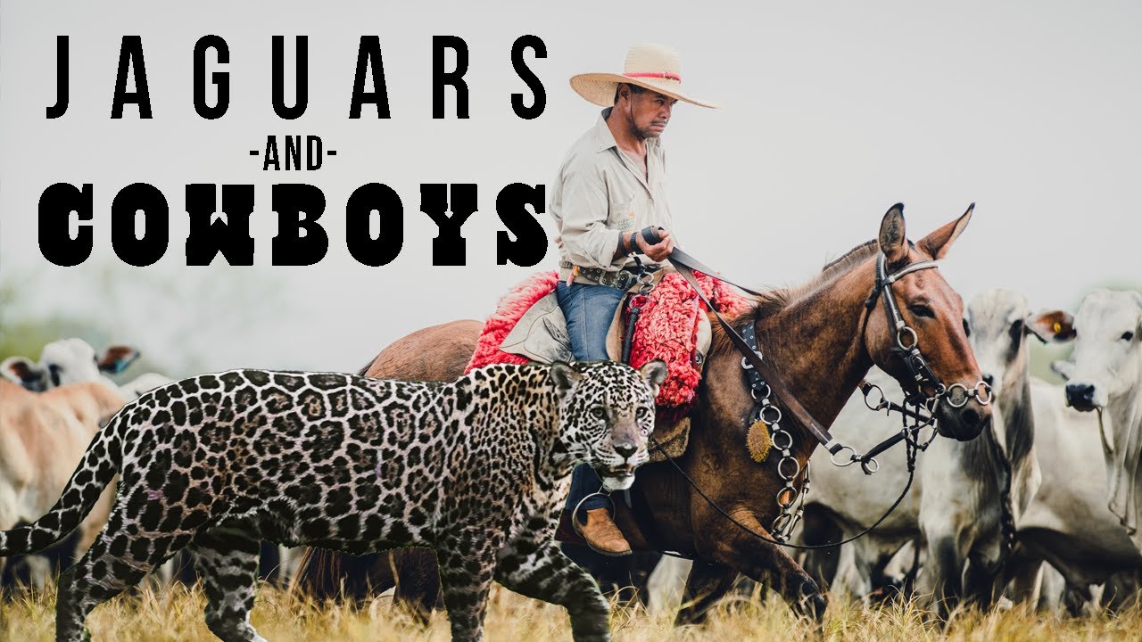 Jaguars & Cowboys | In the Field with Donal Boyd - YouTube