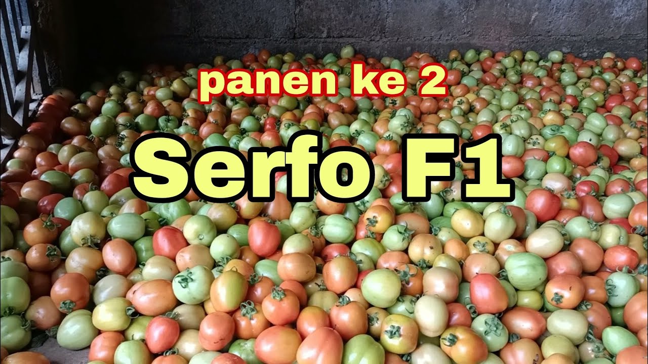 panen ke 2 Serfo F1 - YouTube