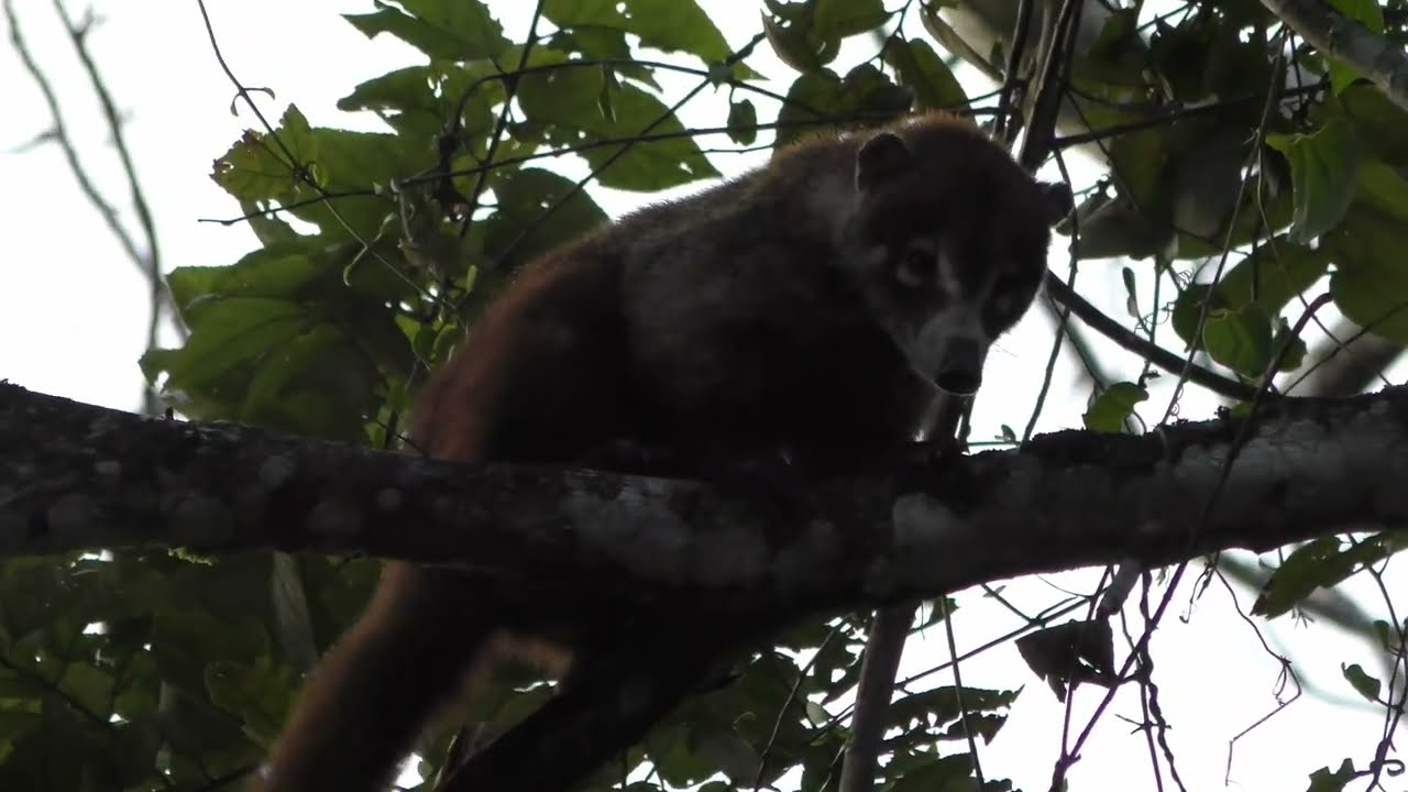 10 AMAZING animals of Central America! Howler monkeys, Toucans,...... # ...