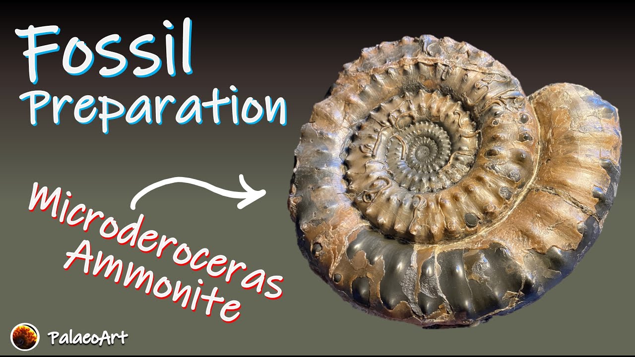 Fossil Preparation - 8” Microderoceras ammonite from Lyme Regis, Dorset ...