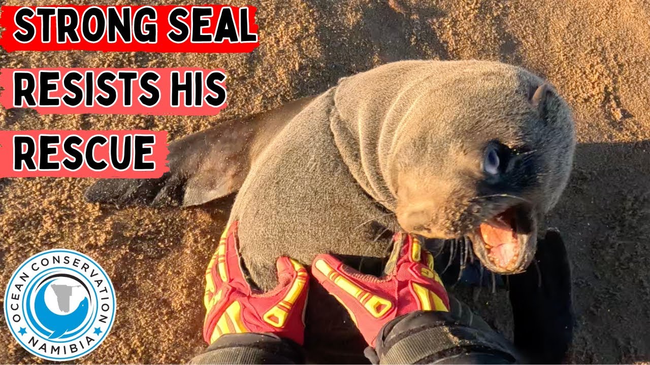 Strong Seal Resists His Rescue - YouTube