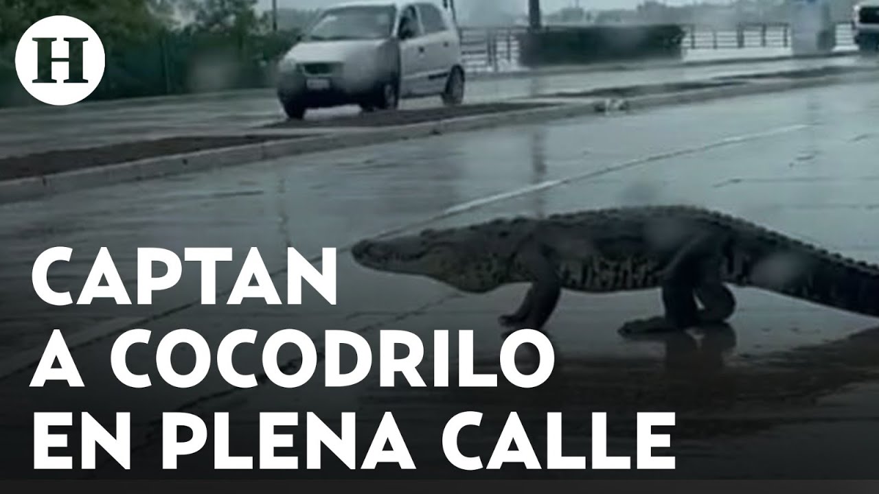 ¿Sabes qué hacer ante un ataque de cocodrilo? Captan a cocodrilo ...