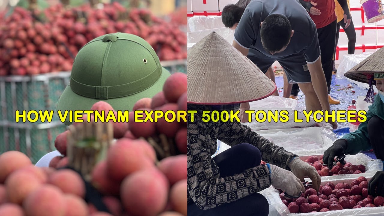 How Vietnam Process 500K Tons Lychees and Export|Processing Technology ...