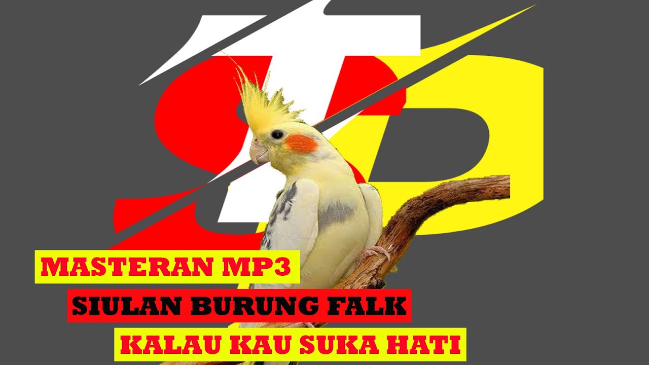Siulan " Kalau kau suka hati " burung falk buat masteran agar falk ...