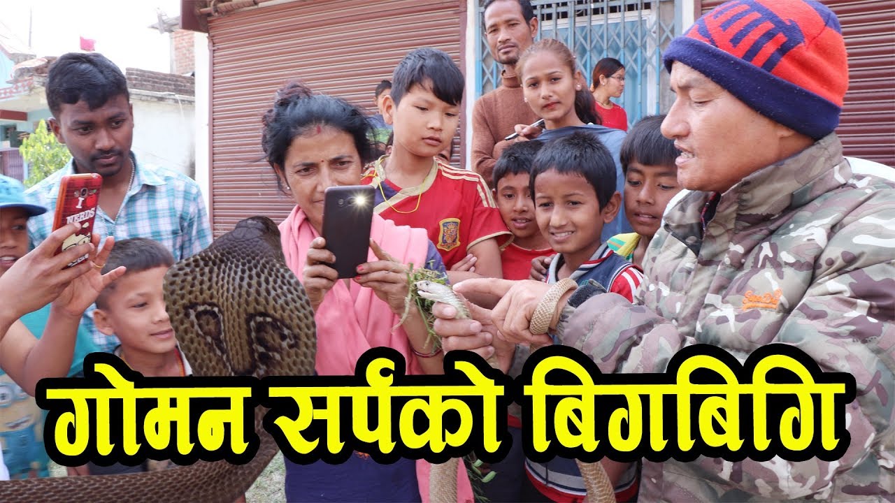 cobra snake गोमन सर्पको बिगबिगि goman sarpa - YouTube