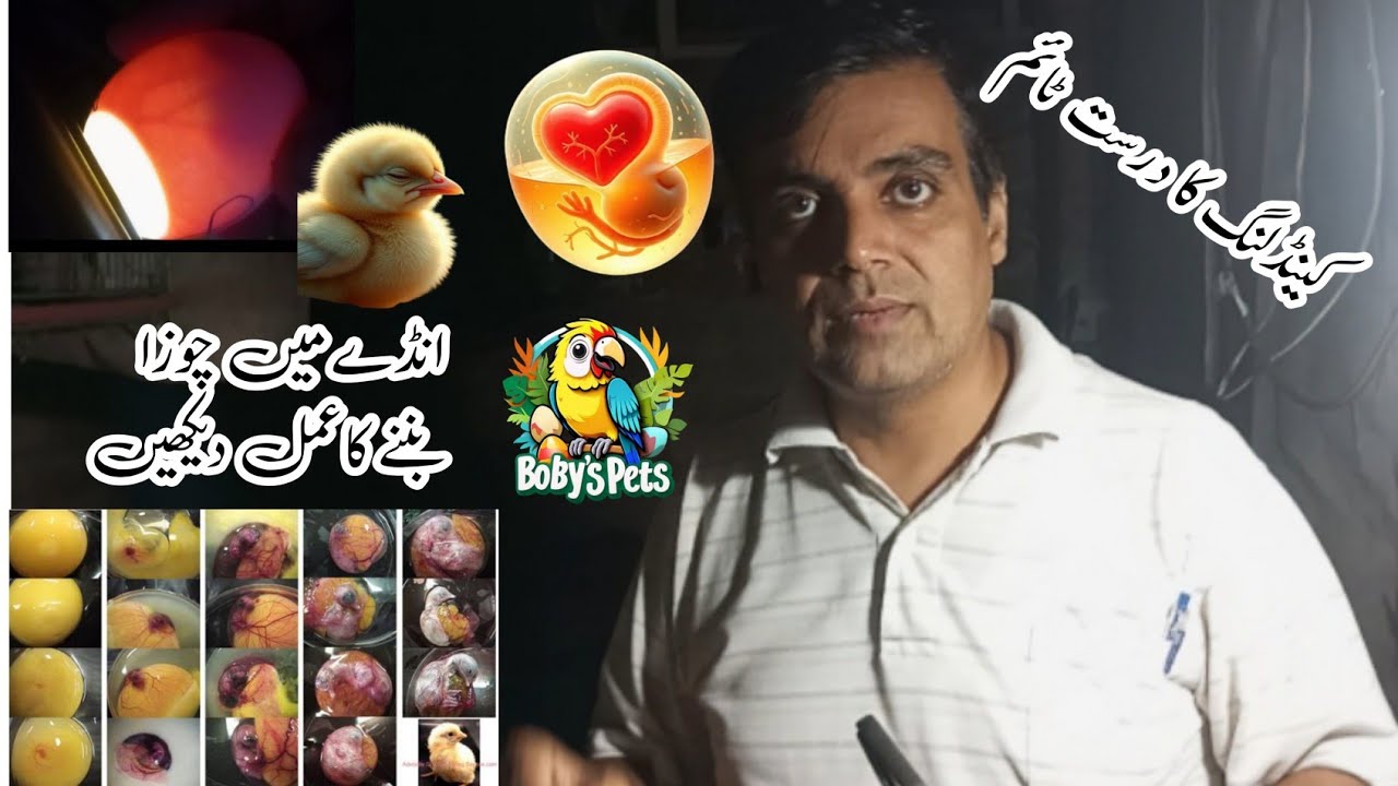Process egg to chick || candling of eggs. || 21 days hatching - YouTube