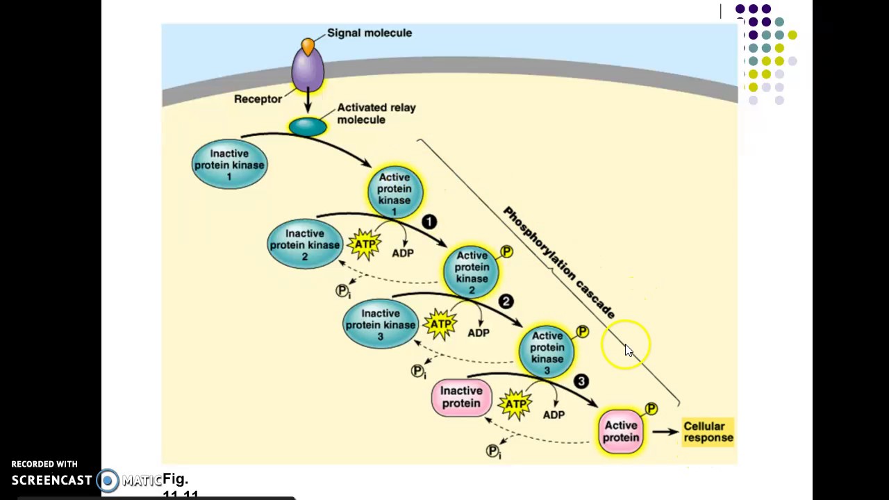 Cell Signaling - Transduction - YouTube
