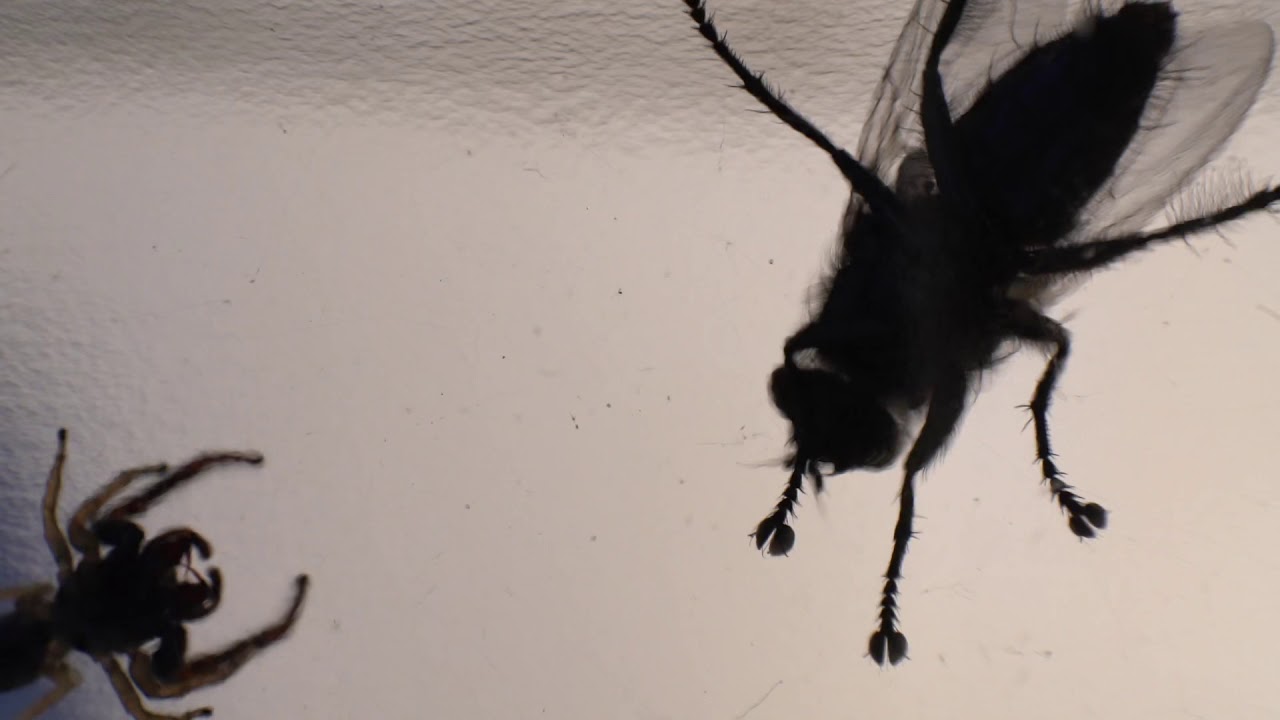 Jumping Spider Attack takes 3 milliseconds - YouTube