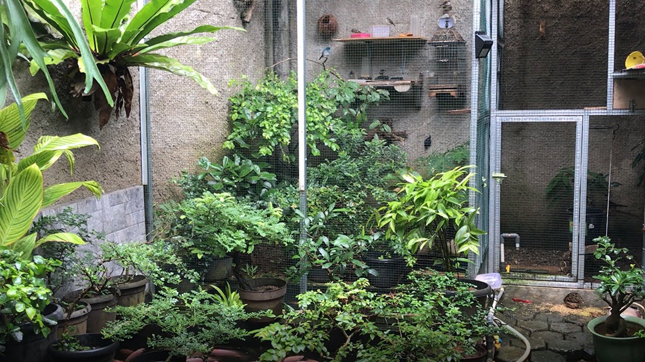 live streaming minggu pagi di mini aviary belakang rumah - YouTube