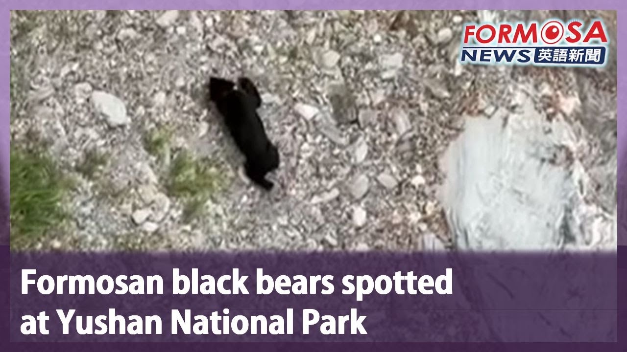 Formosan black bears spotted at Yushan National Park｜Taiwan News - YouTube