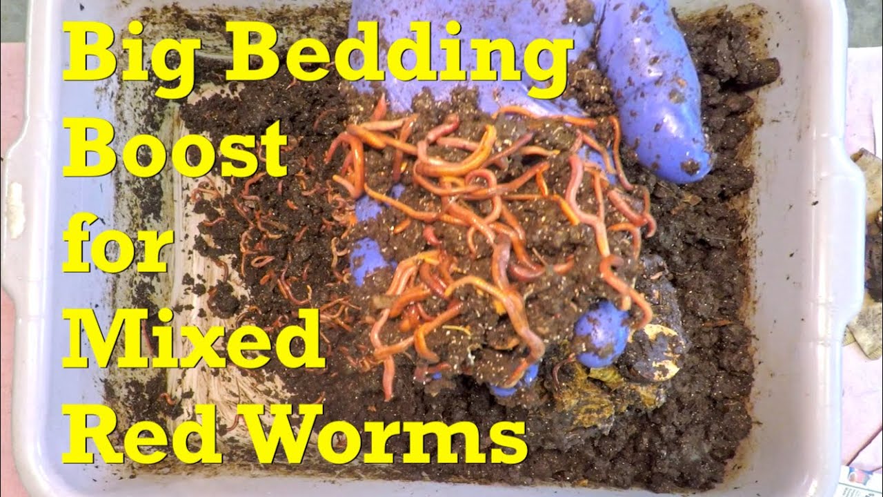 Big bedding boost for mixed red worm bin's 'wedge' feeding zone ...