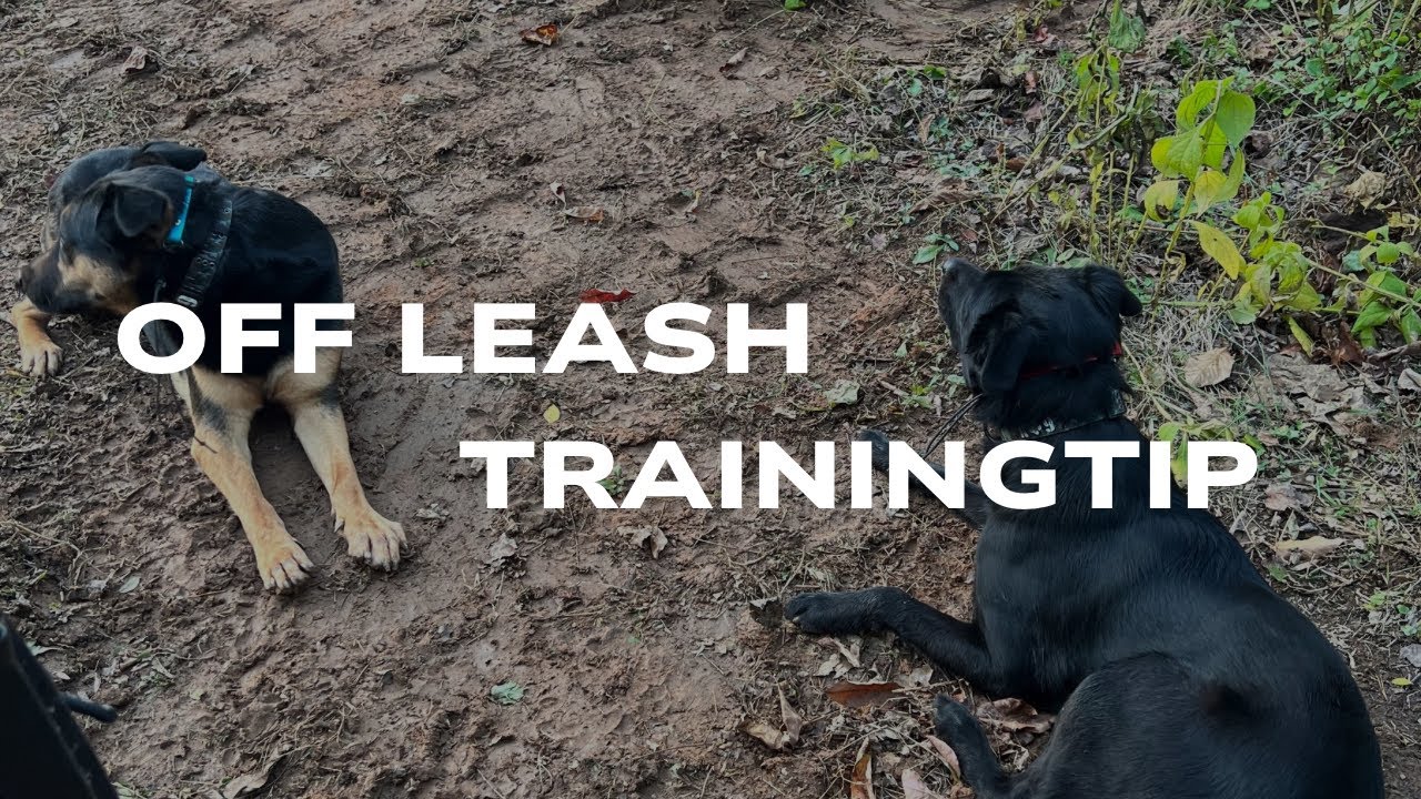 A tip for off leash - YouTube