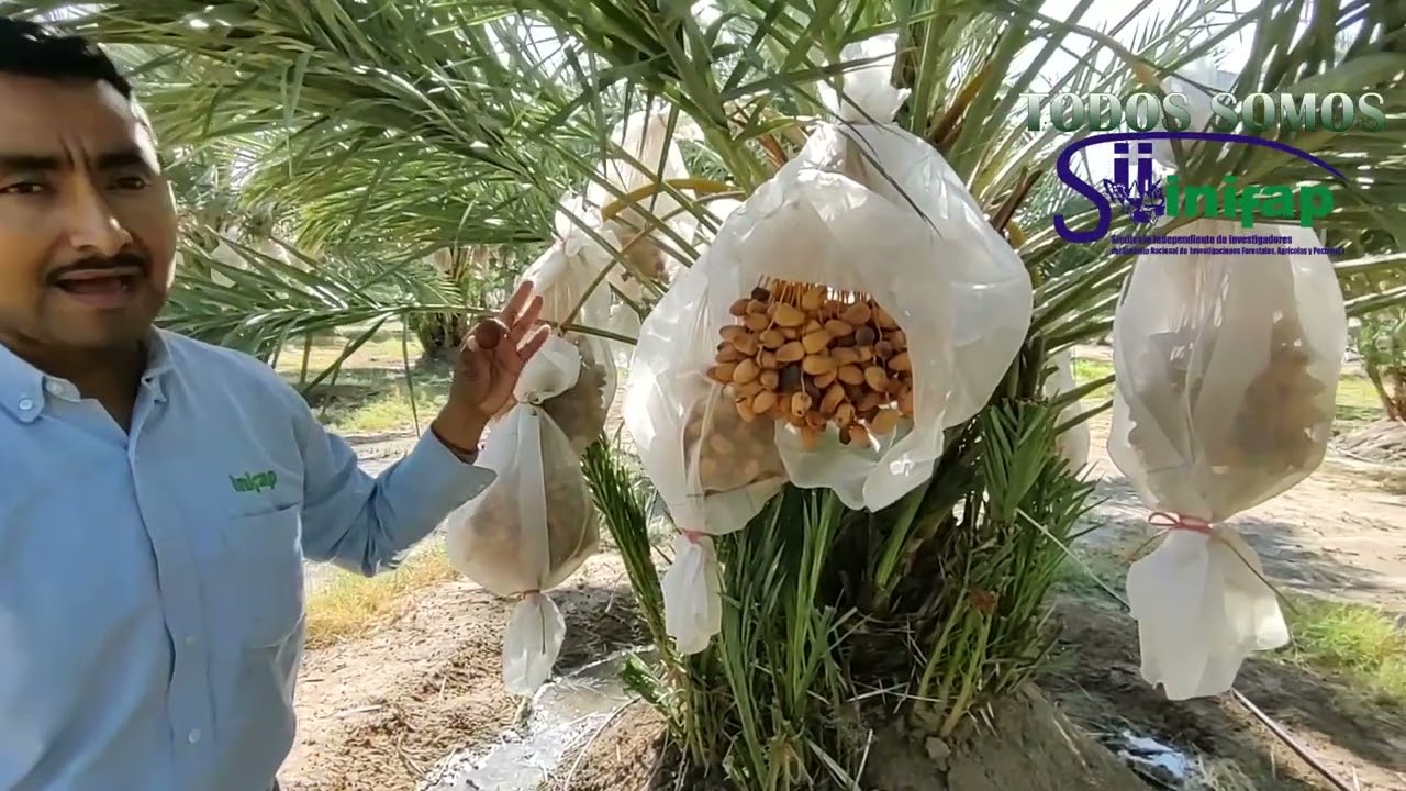 CÁPSULA TE CUENTO QUE EL DATIL VARIEDAD MEDJOOL - YouTube