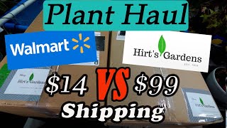 Plant Haul From Hirt's Gardens & Walmart