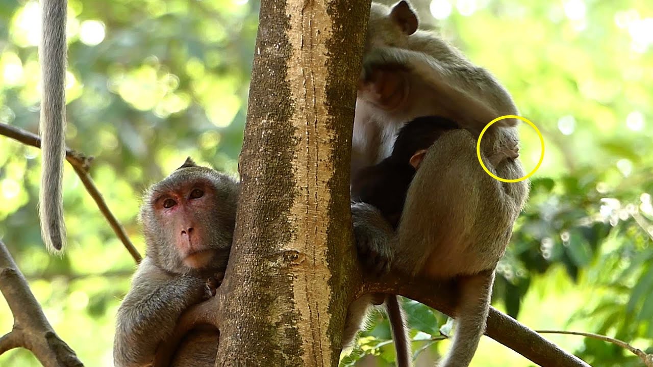 Jane monkey wait baby Jonna monkey give back from Button monkey - YouTube