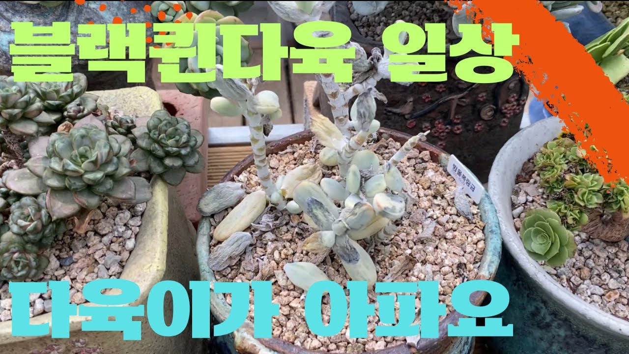 블랙퀸다육일상영상다육이들아파요ㅠ블랙퀸다육다육일상다육식물다육힐링 Youtube
