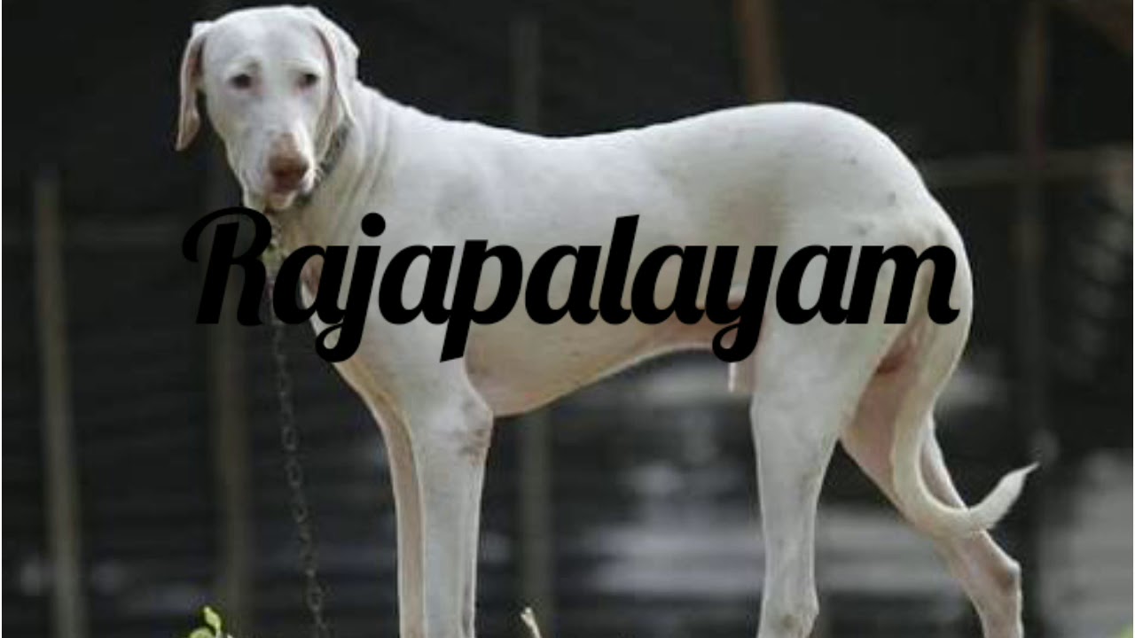 Rajapalayam dog(pride of south India) - YouTube