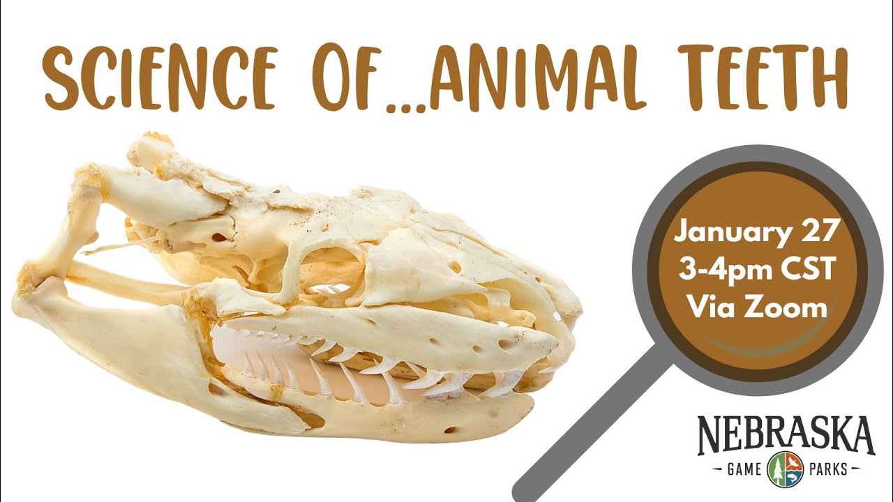 Science of...Animal Teeth - YouTube