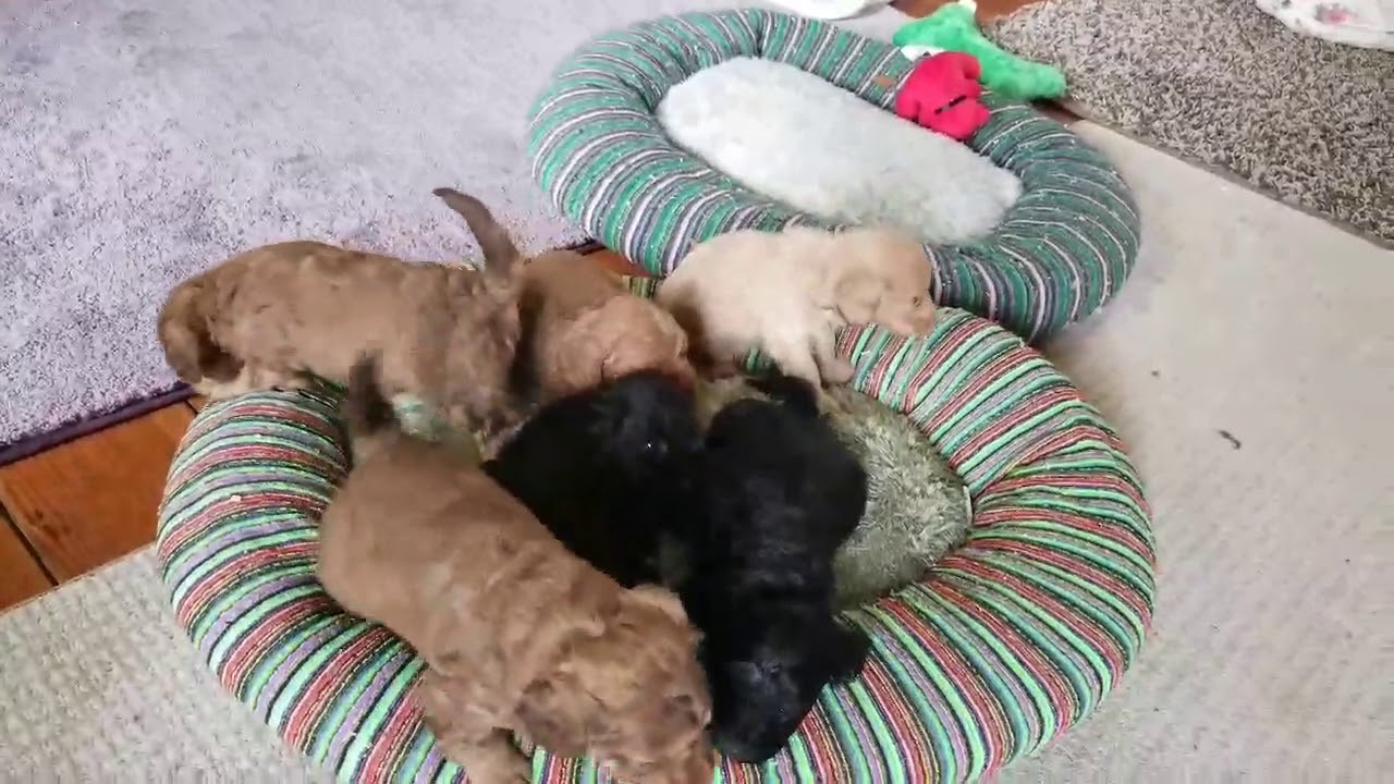 Multigen Miniature Labradoodle puppies - YouTube