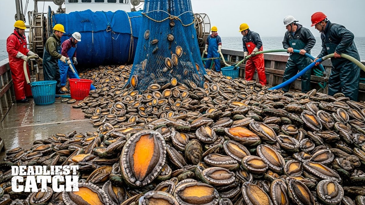 How Australia Harvests $1 Million in Abalone While Battling Sharks and ...