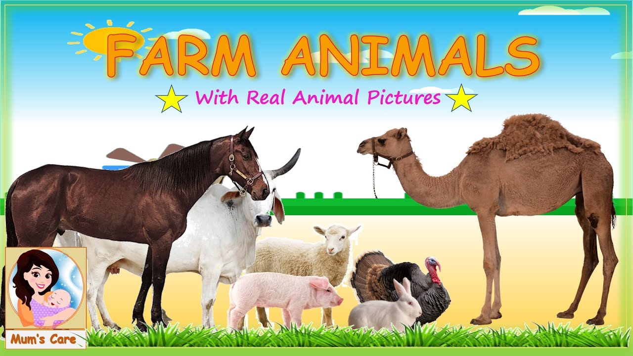 Farm Animals - Best Video with Real Animal Pictures for kids early ...