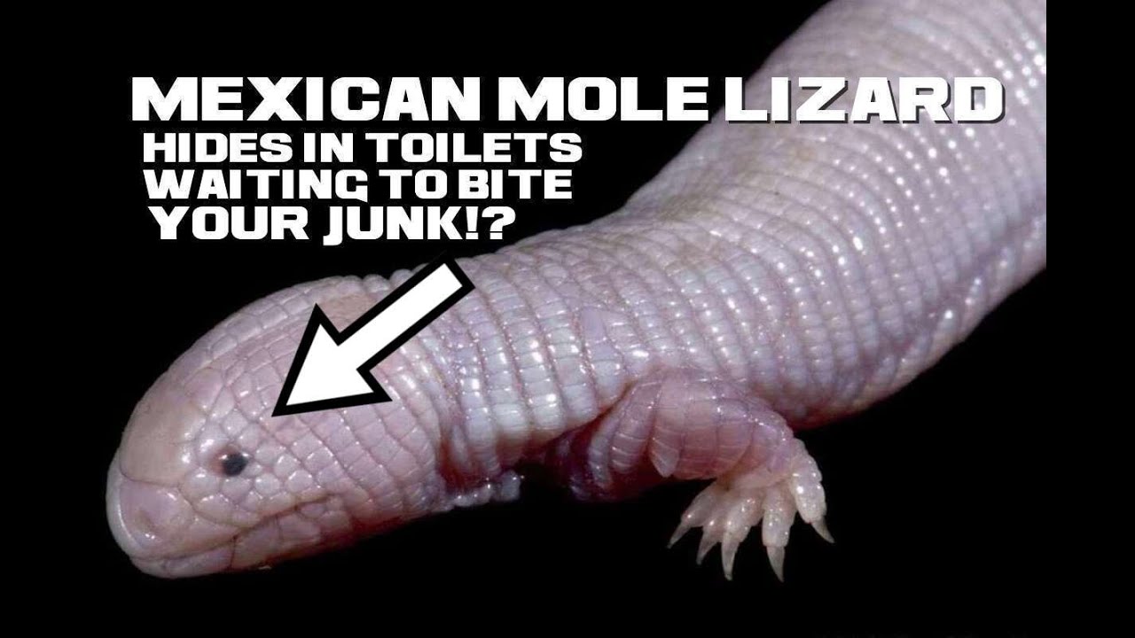 Mexican Mole Animal