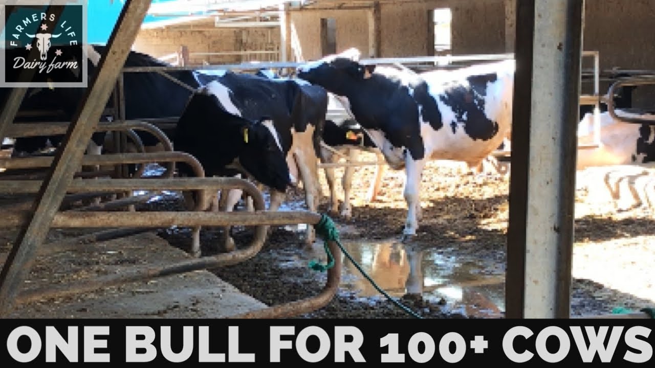 NEW BULL DOING HIS JOB VERY WELL | COW BREEDING - YouTube