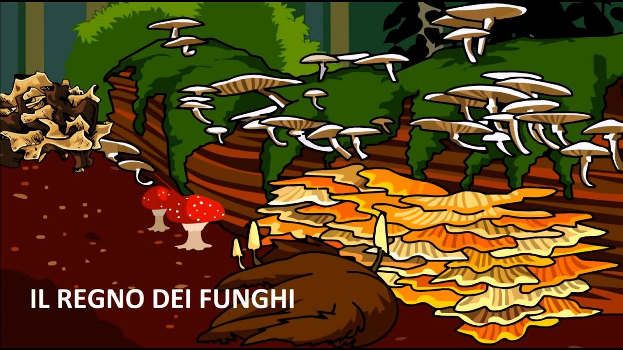Il regno dei funghi - YouTube