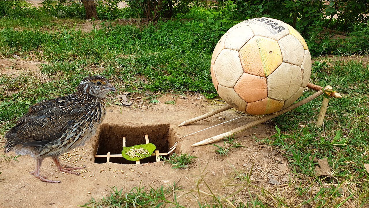 Football Bird Trap - Amazing Creative Quail Trap Using Football and ...