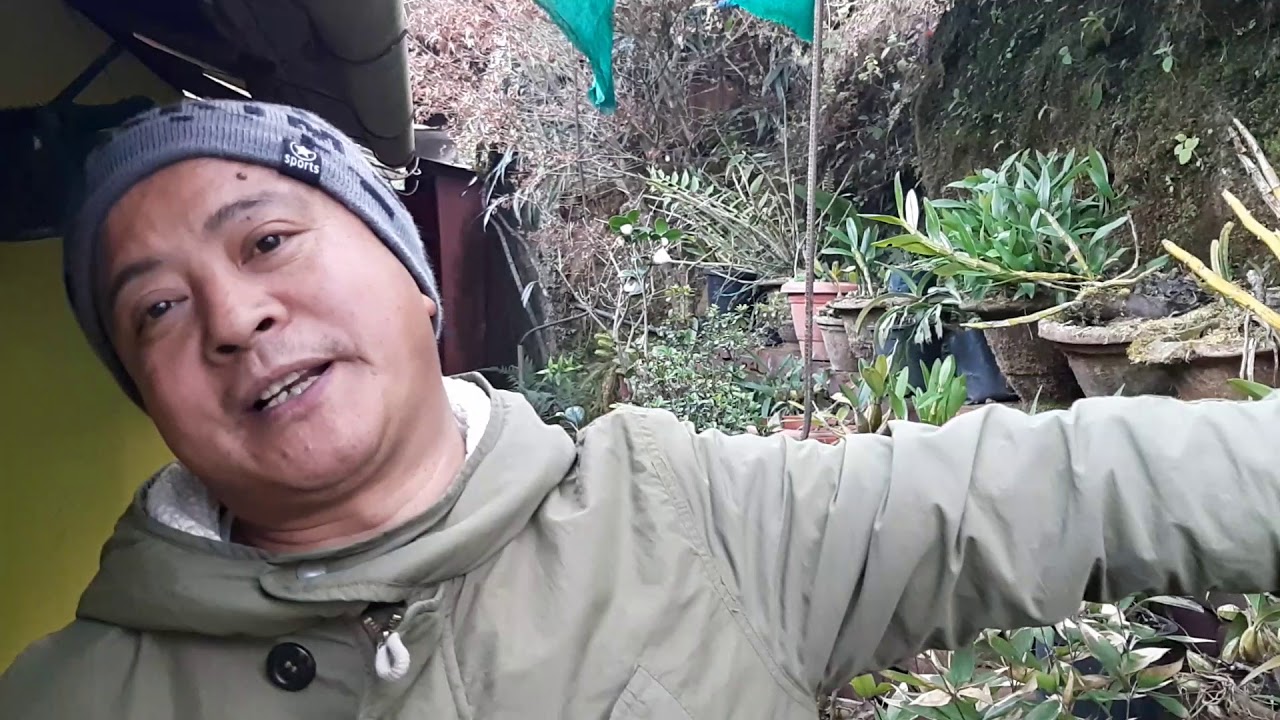 Orchids of Mirik and Bidhan Rai. - YouTube