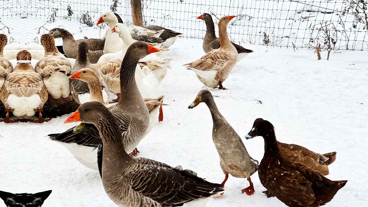 Ducks & Geese Don't Fly South for Winter - YouTube