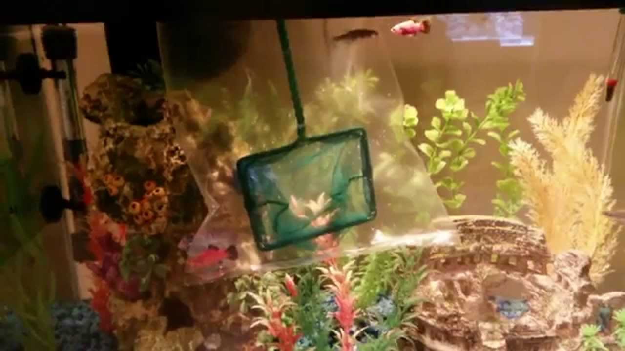 Adding New Fish To A Freshwater Tank! - YouTube